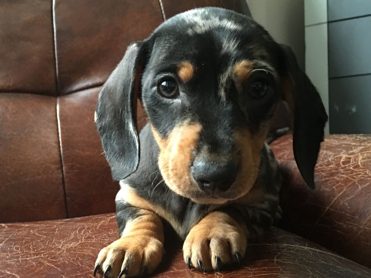 Smithee - Puppy Dog