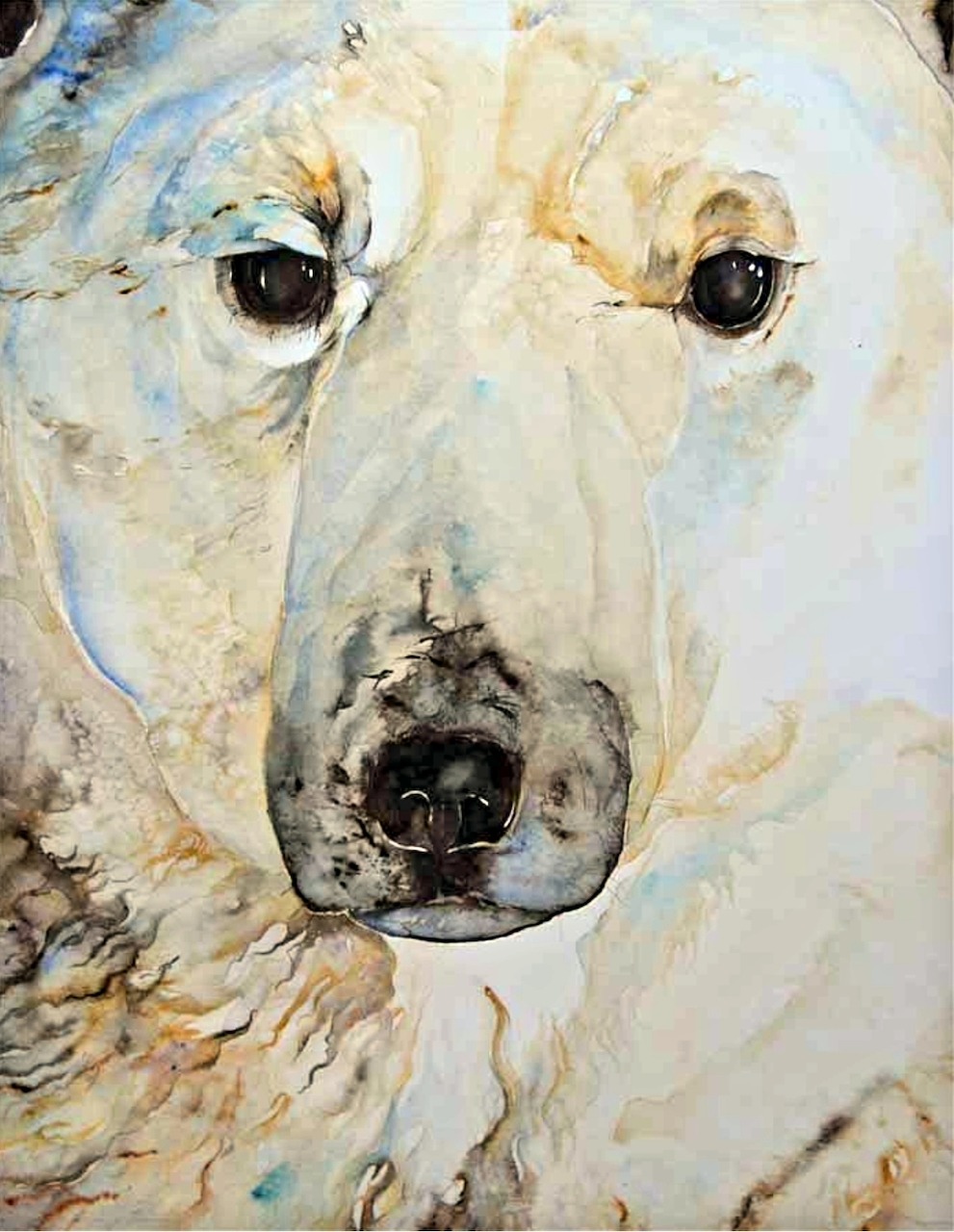 Jackie Morris