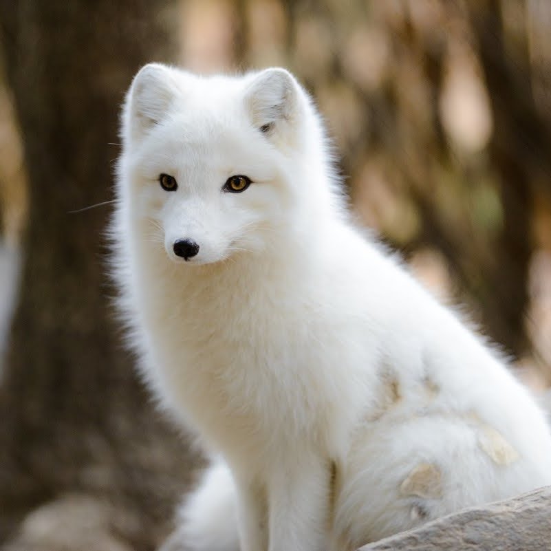 Snowfox