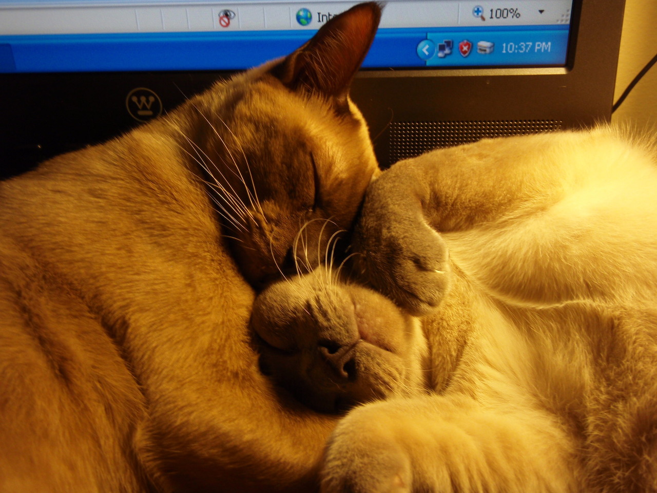 Spanky890 - Cats