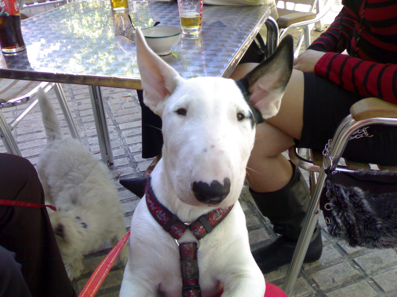 TUAREG - PERROS
