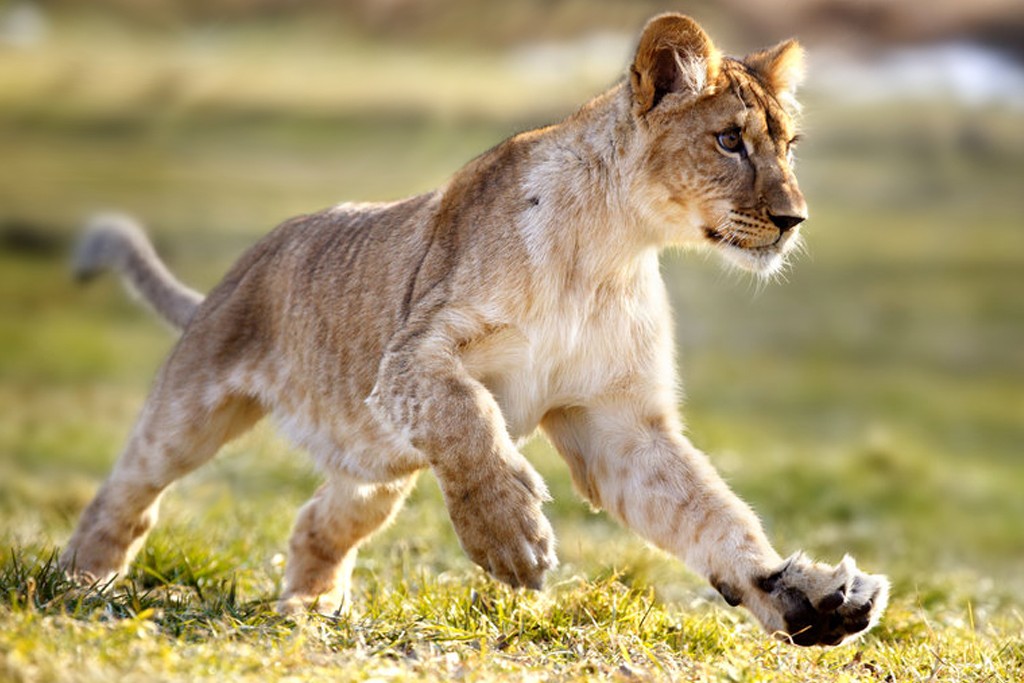 Animals