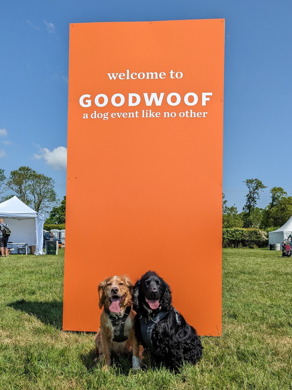 TwoCrazyCockers - Good Woof