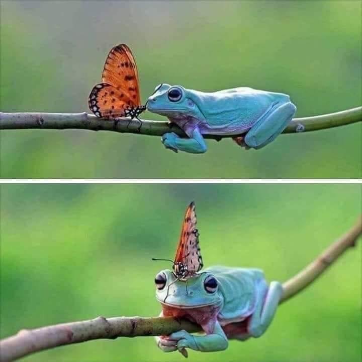 Animals | VickiesView