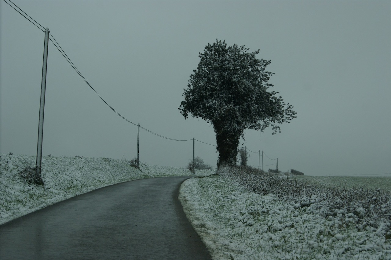 Dead Tree / Arbre Mort | WhiterabbitE