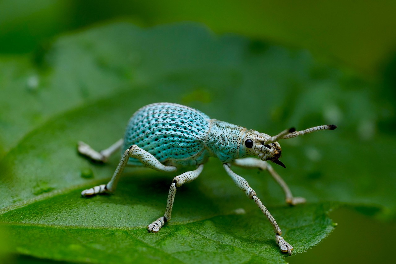 Insects