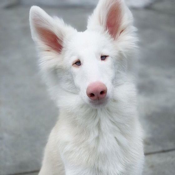 albinodog