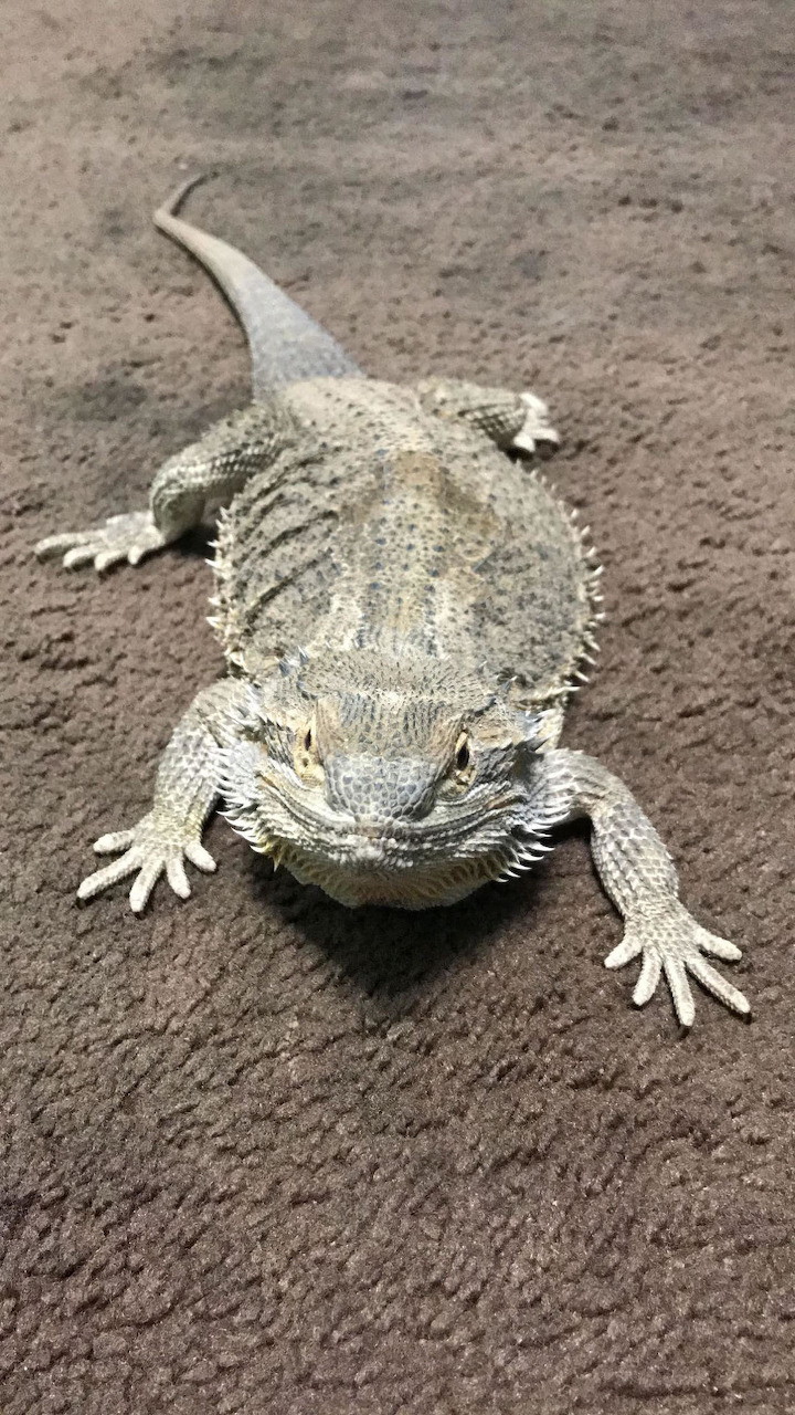 aliendragons - reptiles