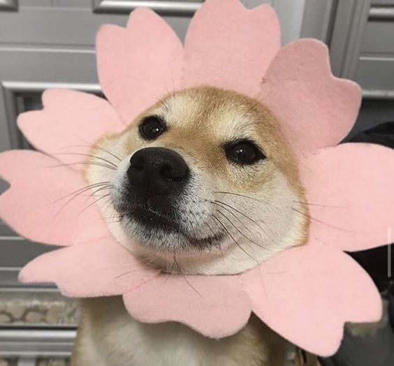 amitylala - animals uwu