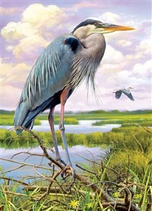 birds