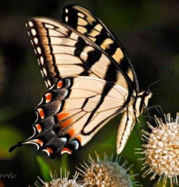 butterflies | aruse