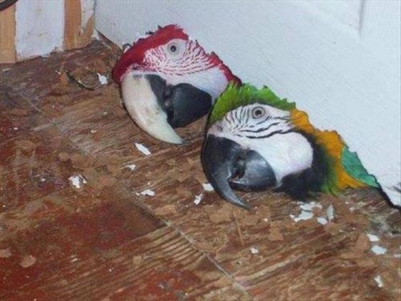 aruse - funny situation