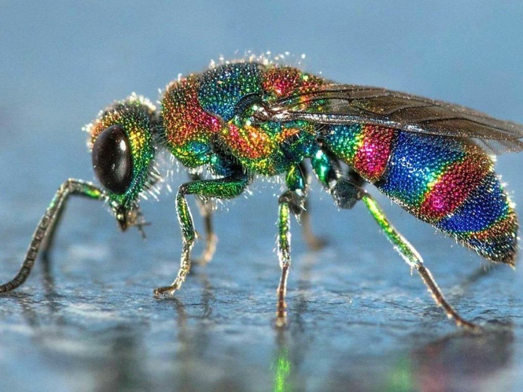 aruse - macro photo