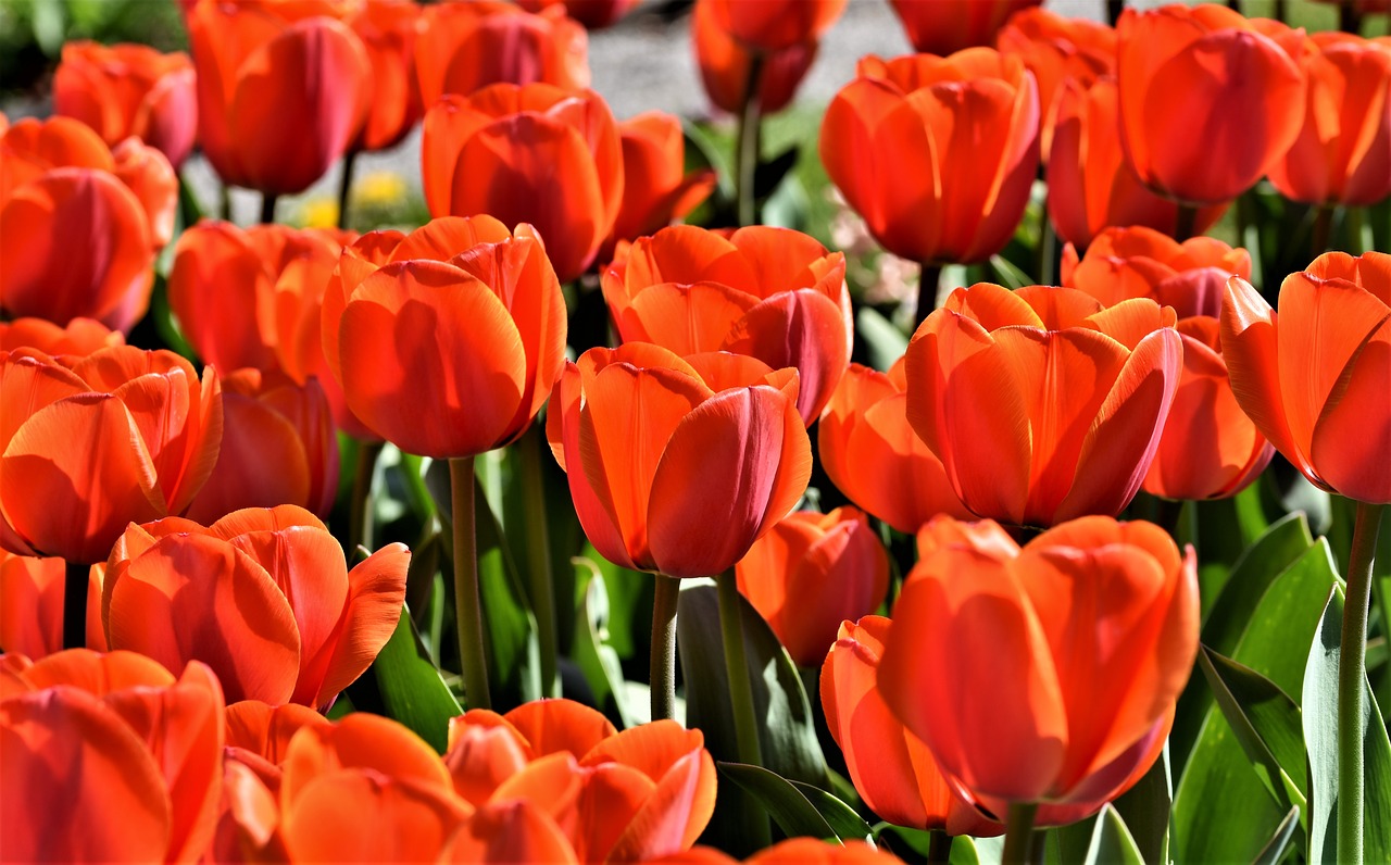 aruse - red flowers