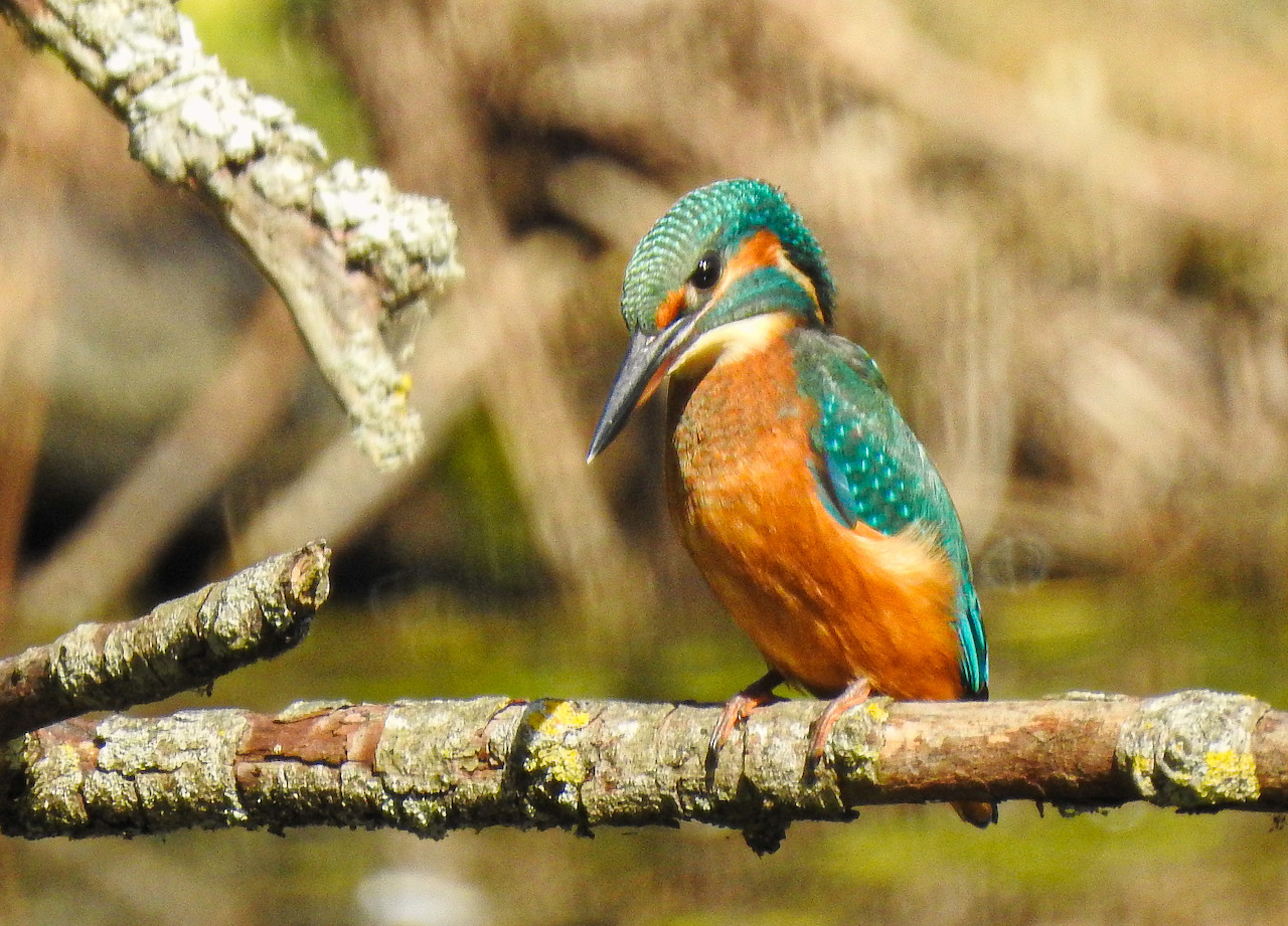 bobbbruce - Birds