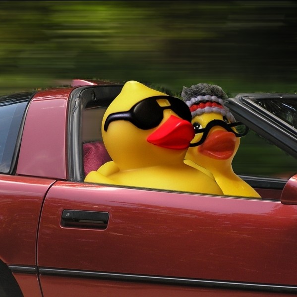 bobducky