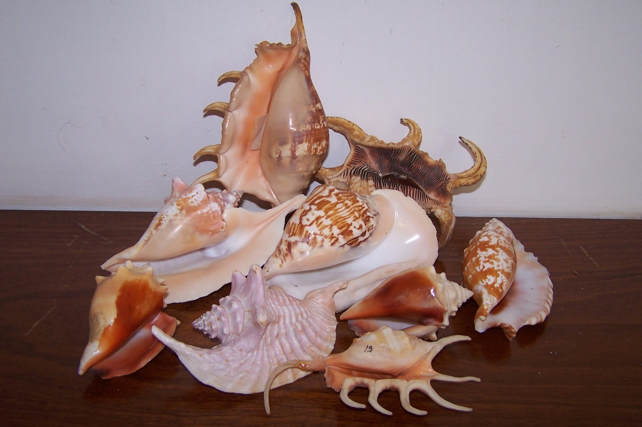 bwanajimblue - Seashells