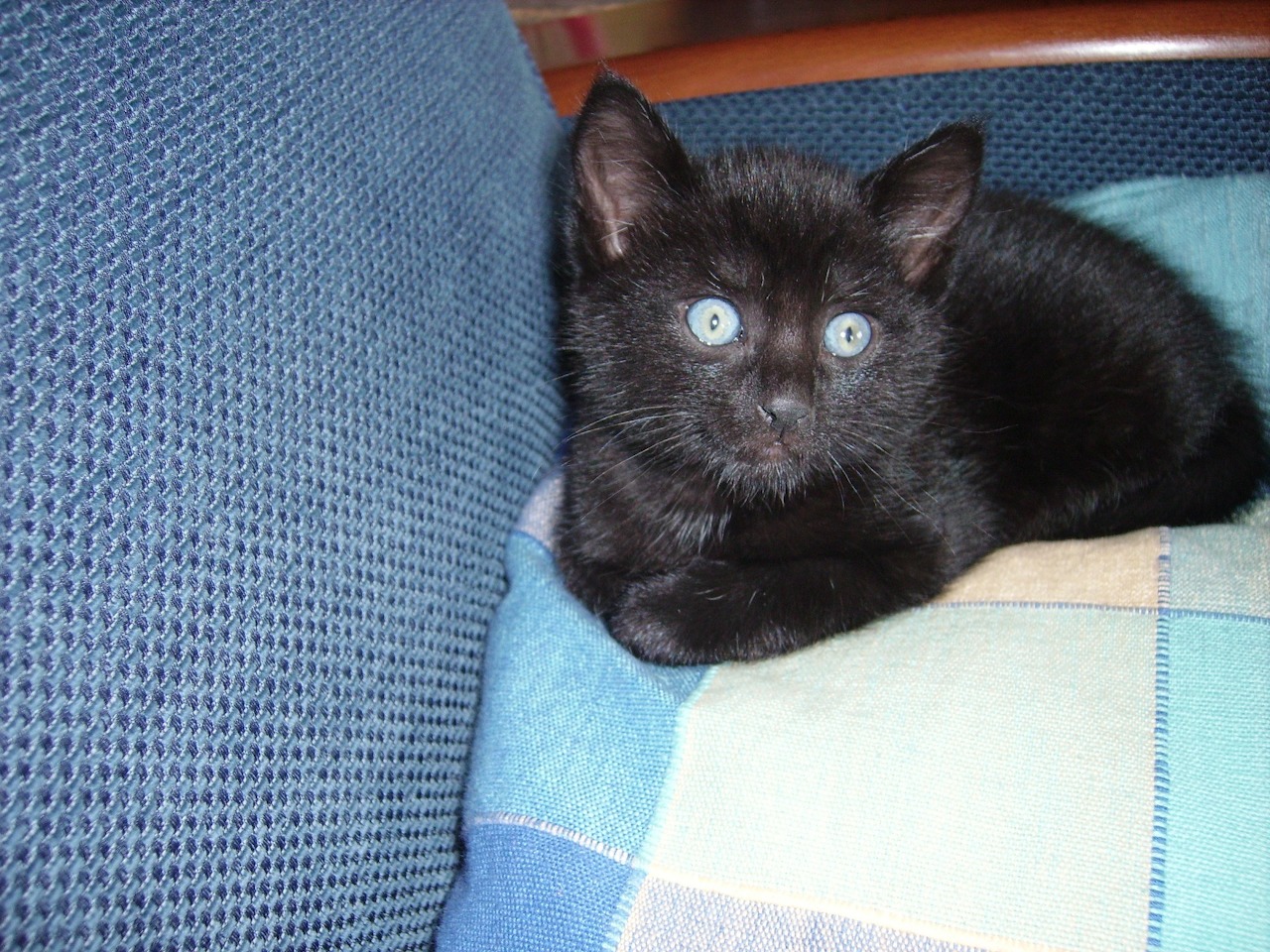 catloc - OWN Cat