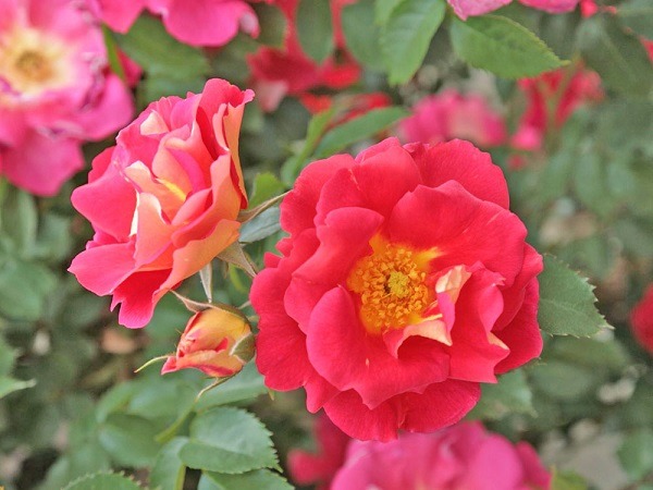 roses
