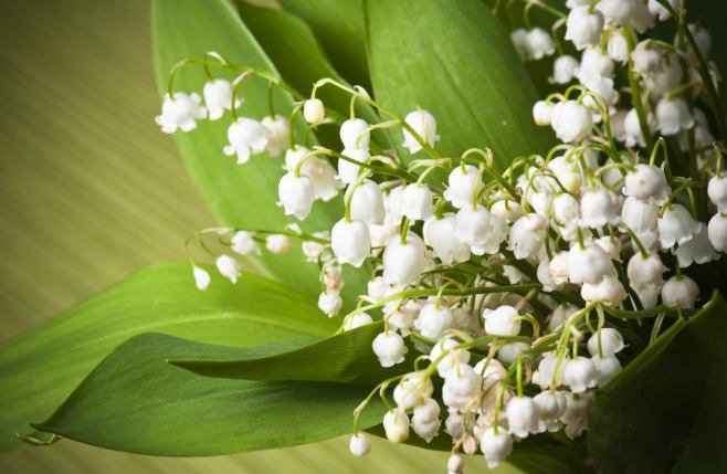 croven - Flowers