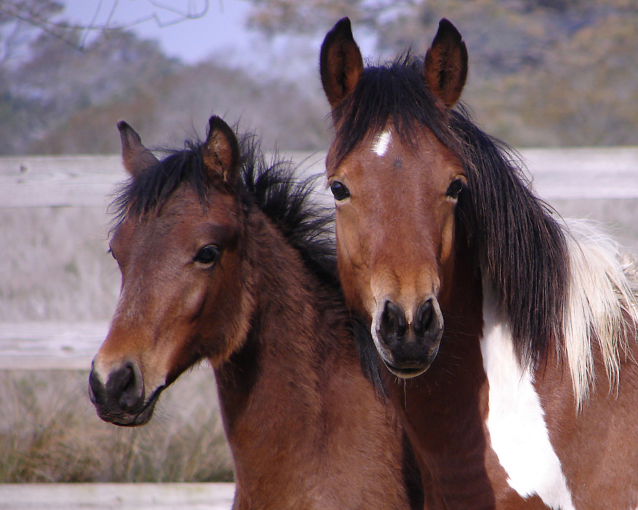 Chincoteague Ponies