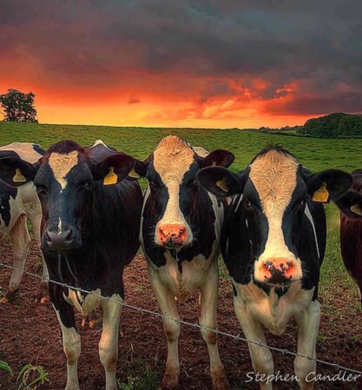 dobacK - cow