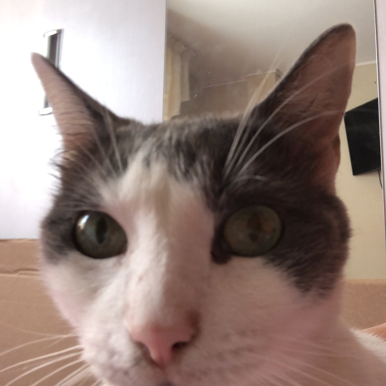 fiyo