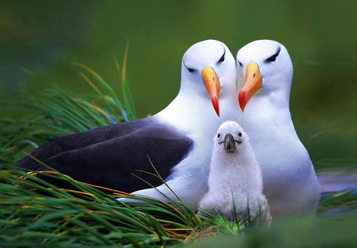 Animals