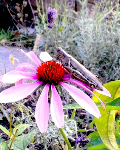 Nature & Critters | grace2244
