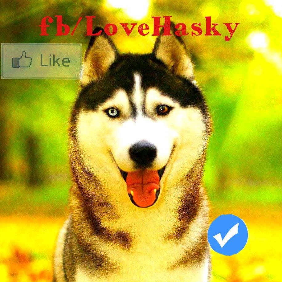 hasky
