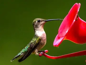 Hummingbird