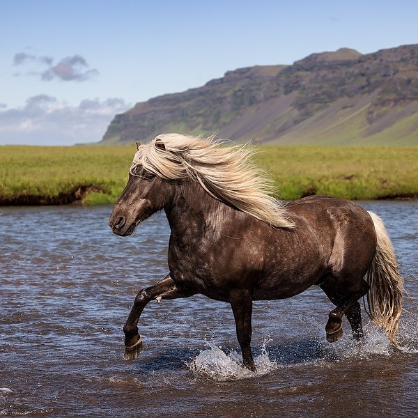 islandshest