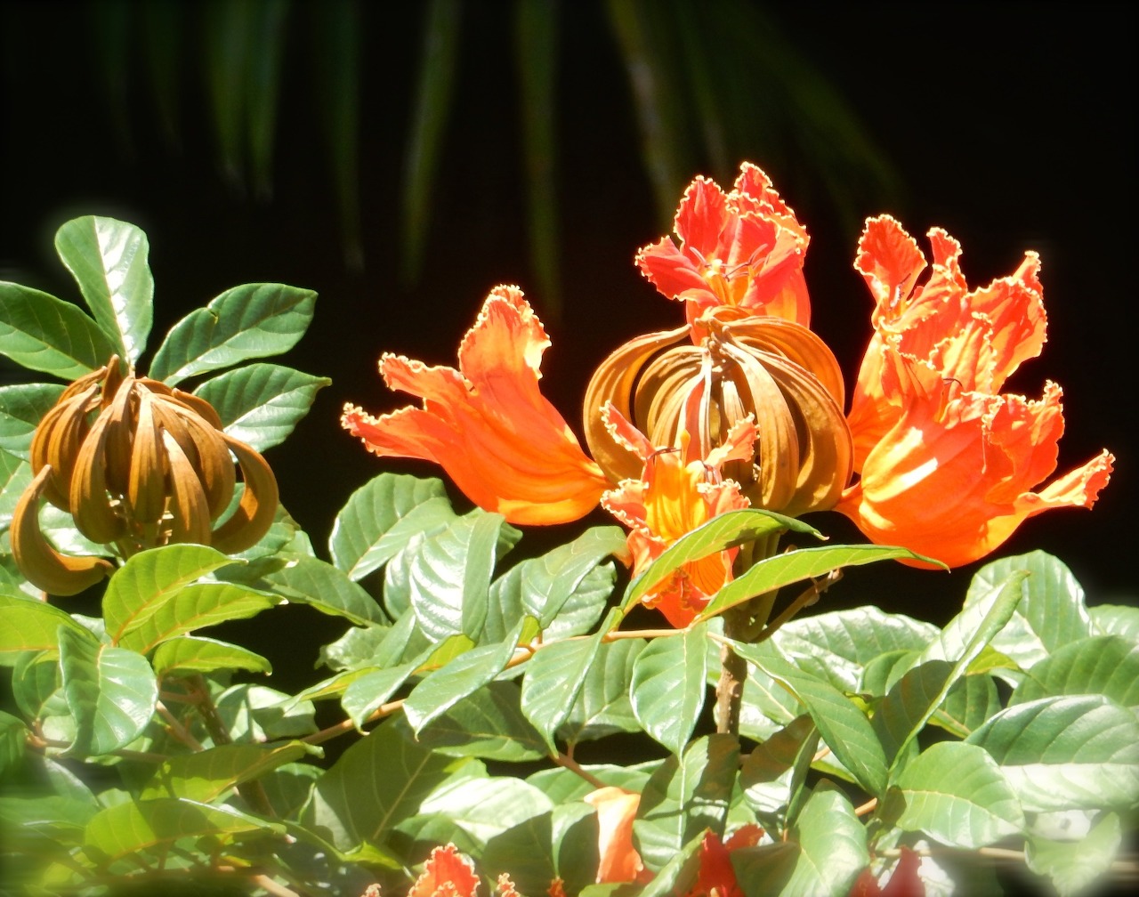 Plants & gardens