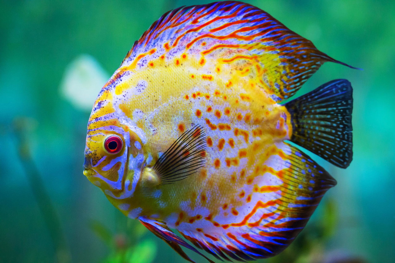 sea creatures | jigsawsareus