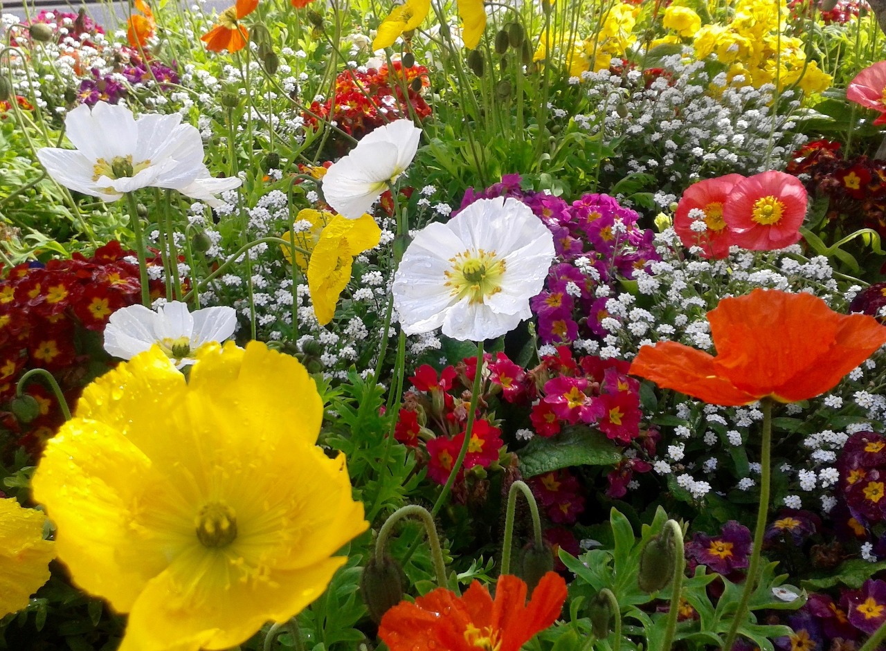 Fleurs/flower | jonamaga