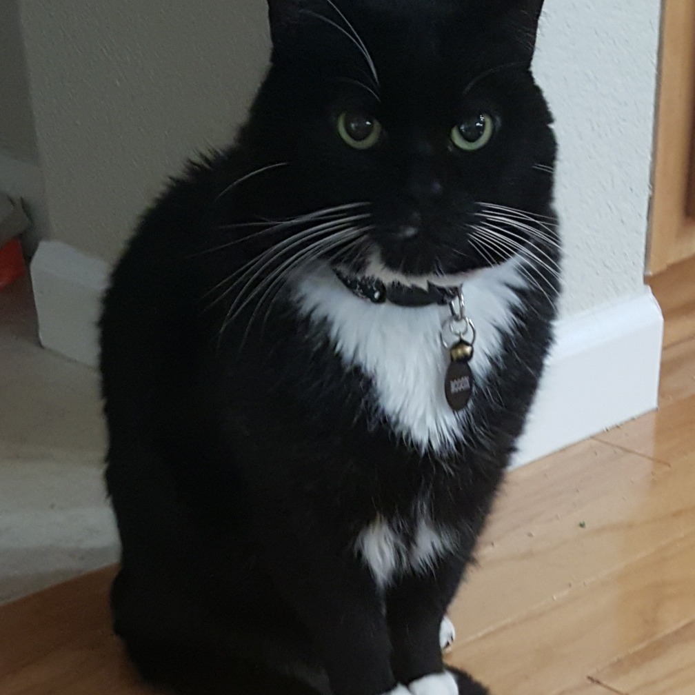 kittylover