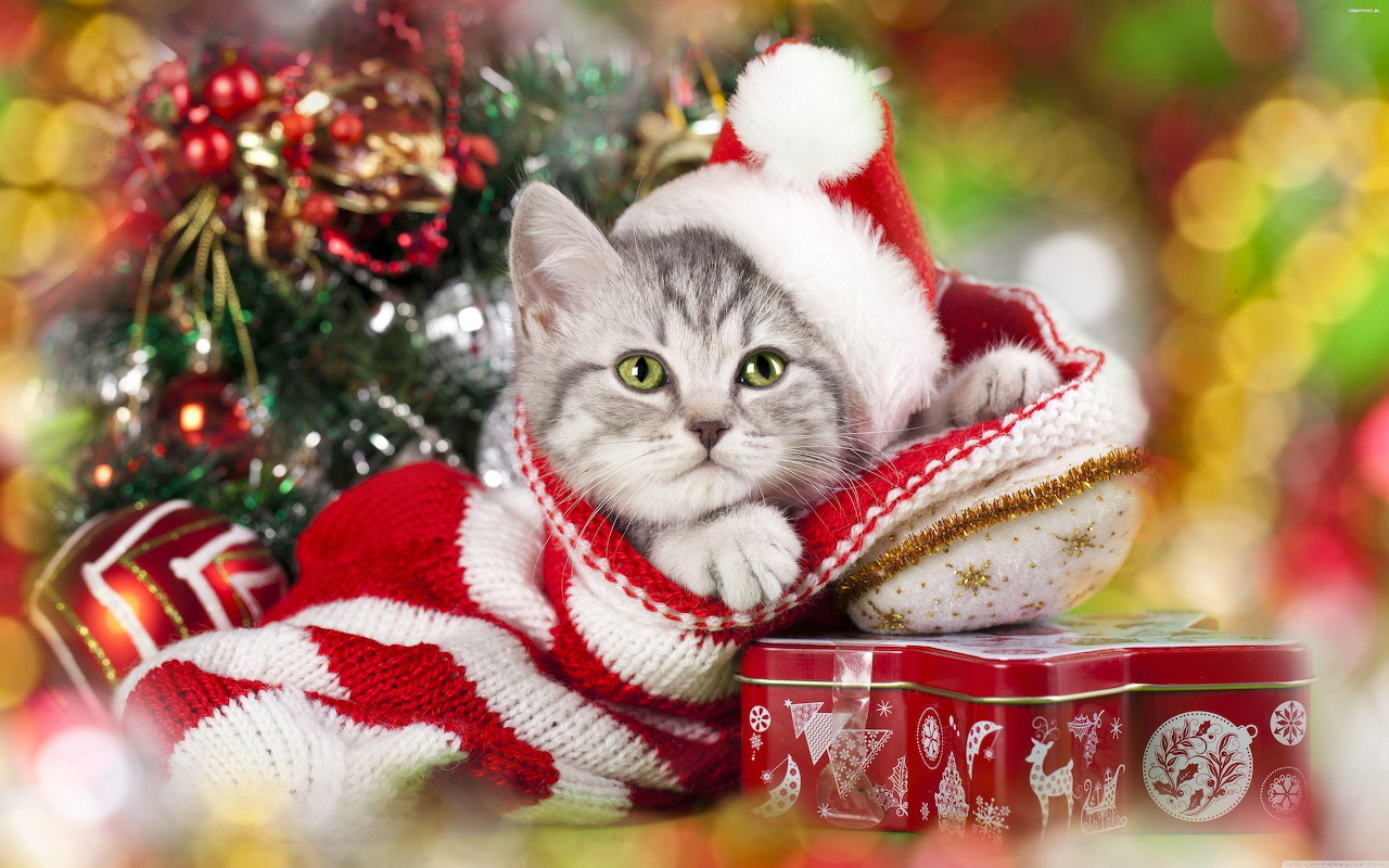 christmas
