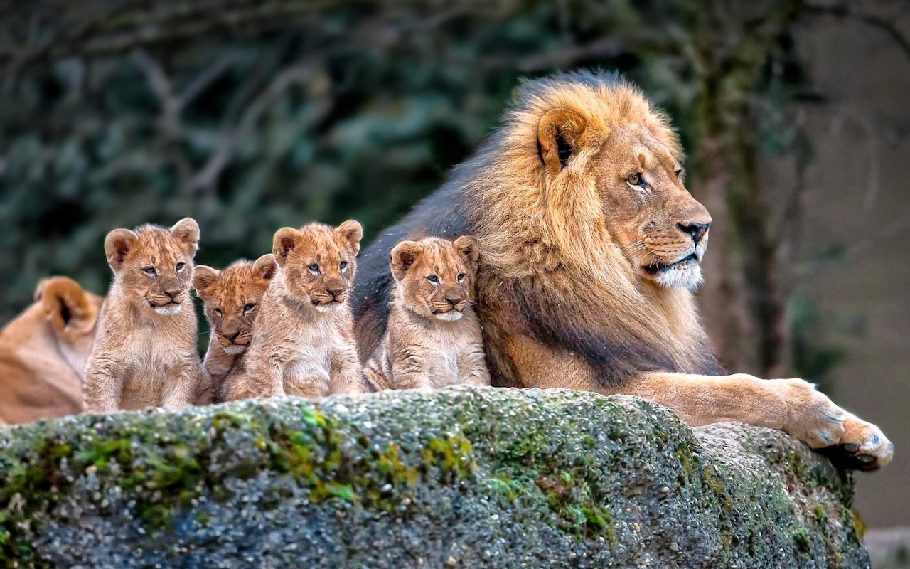 Fauna