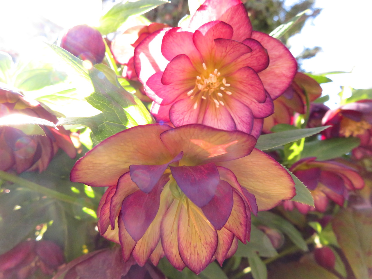Flowers