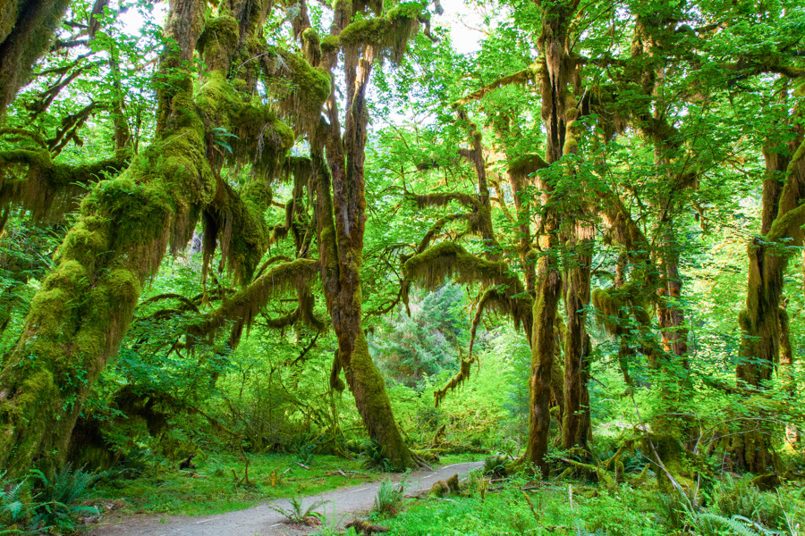 lots2c - Forest parks