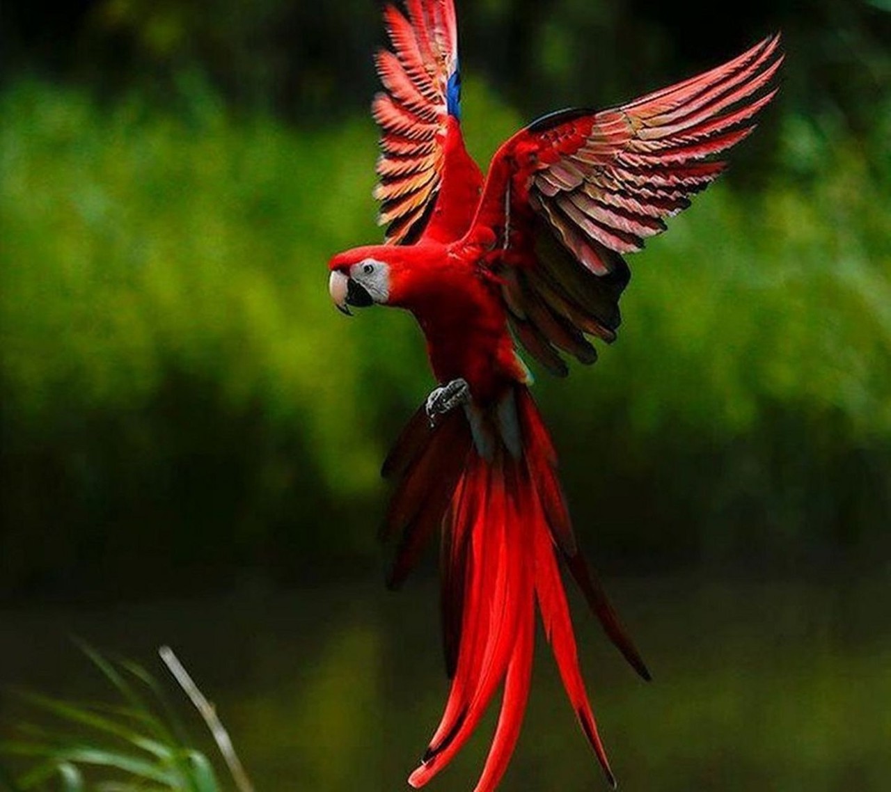 lucifergodoy - Aves