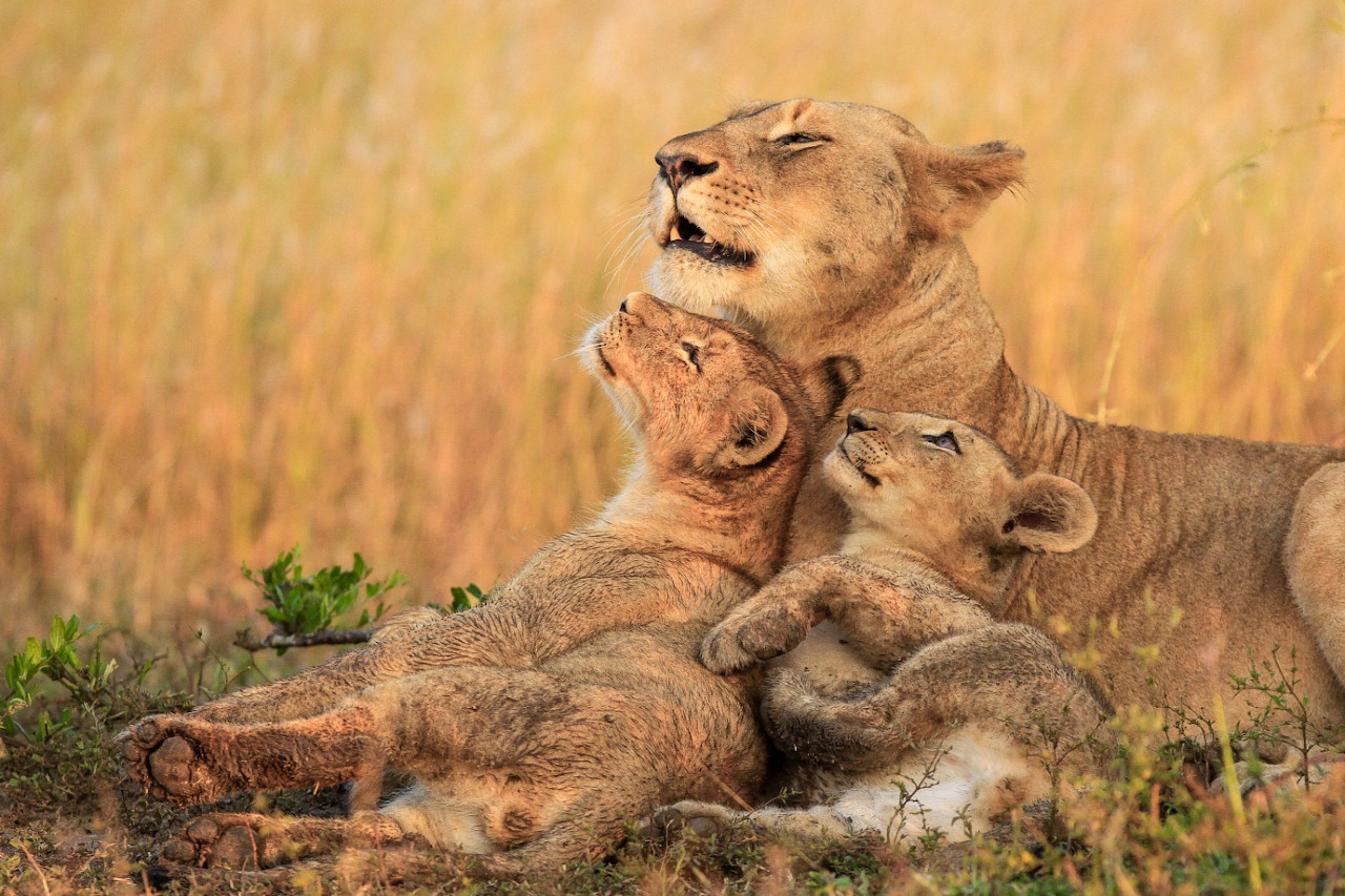 WILD LIFE