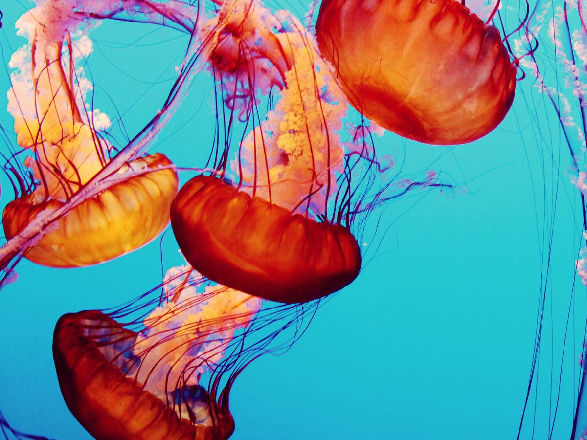 mmkcps - Sea Creatures