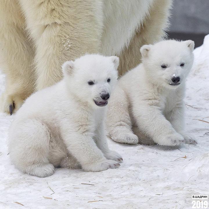 Animals