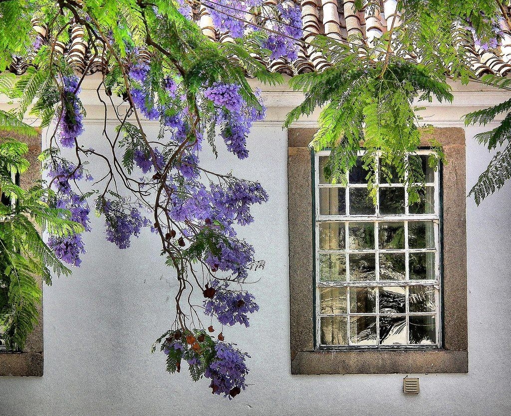 paf6070 - WINDOWS