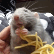 potatotoes
