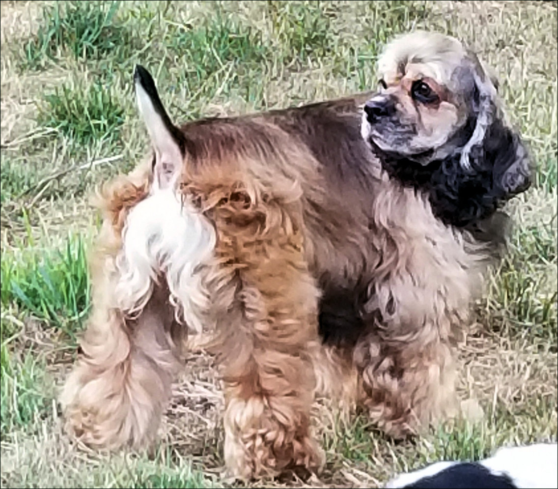 Dogs | rlgillette