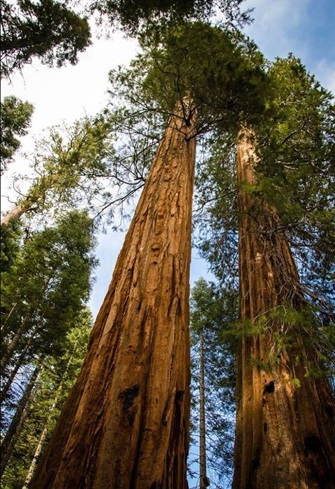 Trees