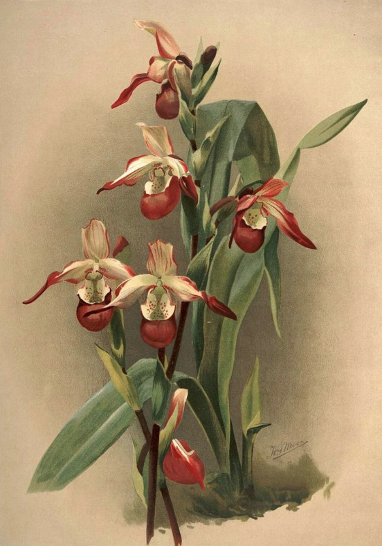 sashoe - Botanical Illustrations