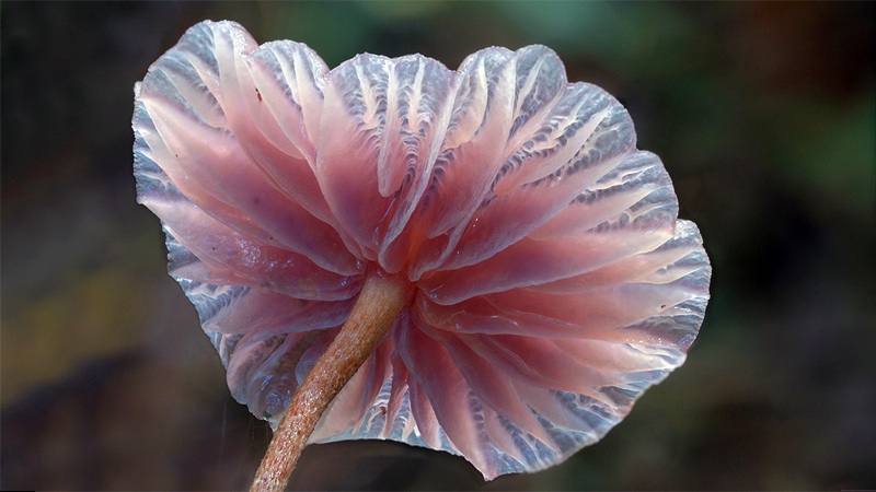 sashoe - Fungi